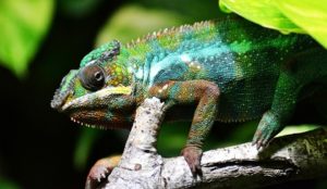 Chameleon – Spirit Animal, Symbolism and Meaning