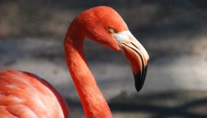 Flamingo – Spirit Animal, Symbolism and Meaning