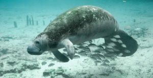 Manatee – Spirit Animal, Symbolism and Meaning