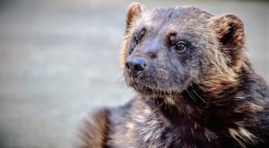 Wolverine – Spirit Animal, Symbolism and Meaning